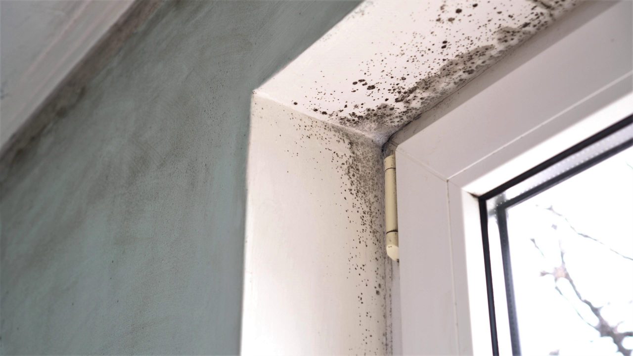 15 Most Common Types Of Mold In Homes - Crawl Space Insider